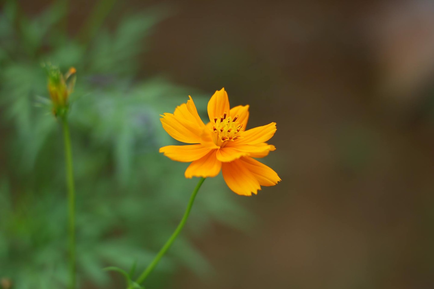 A contorted puppet of a leader! – Waakiye