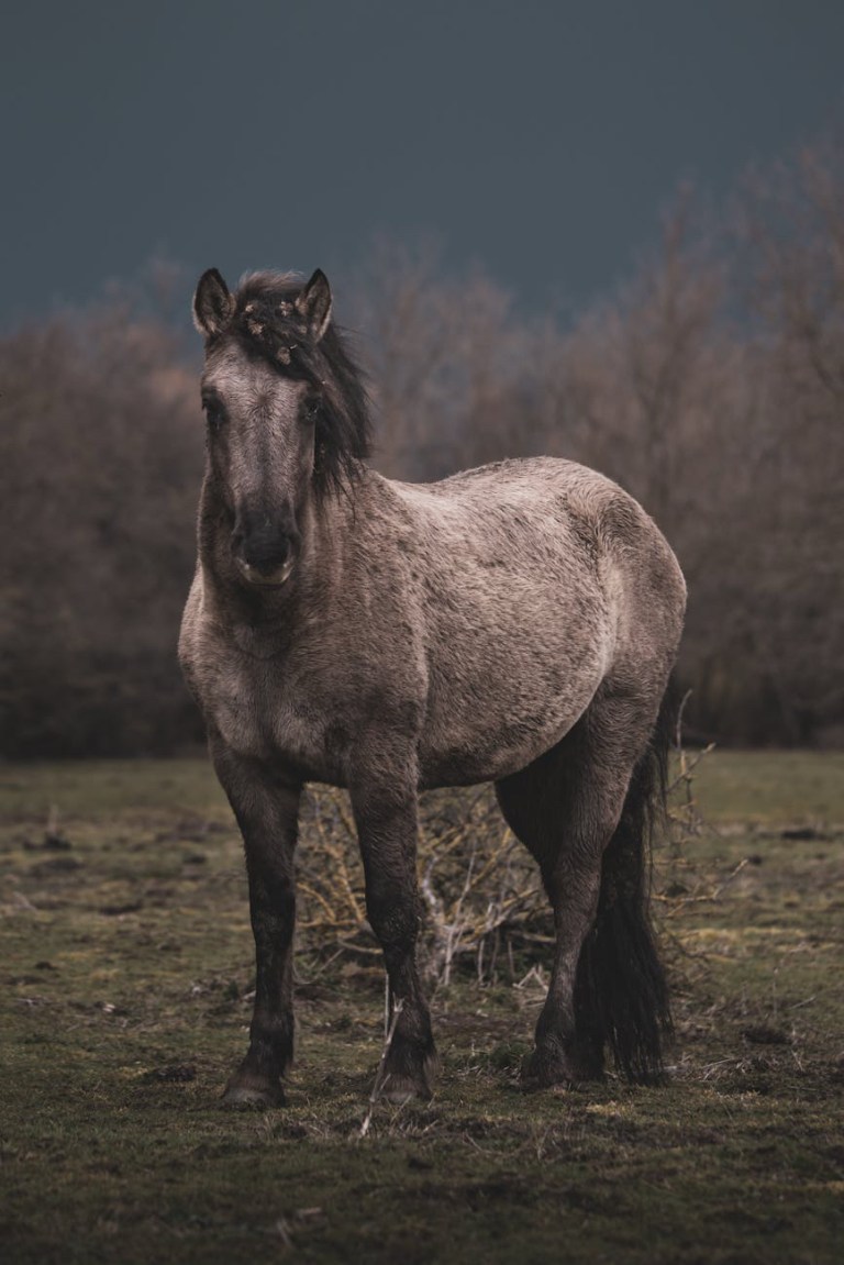 A gracious steed and breaking the monotony in life…! – Waakiye